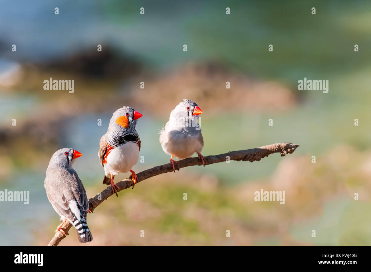 Contemplating a drink a male and two female Zebra Finches perch warily ...