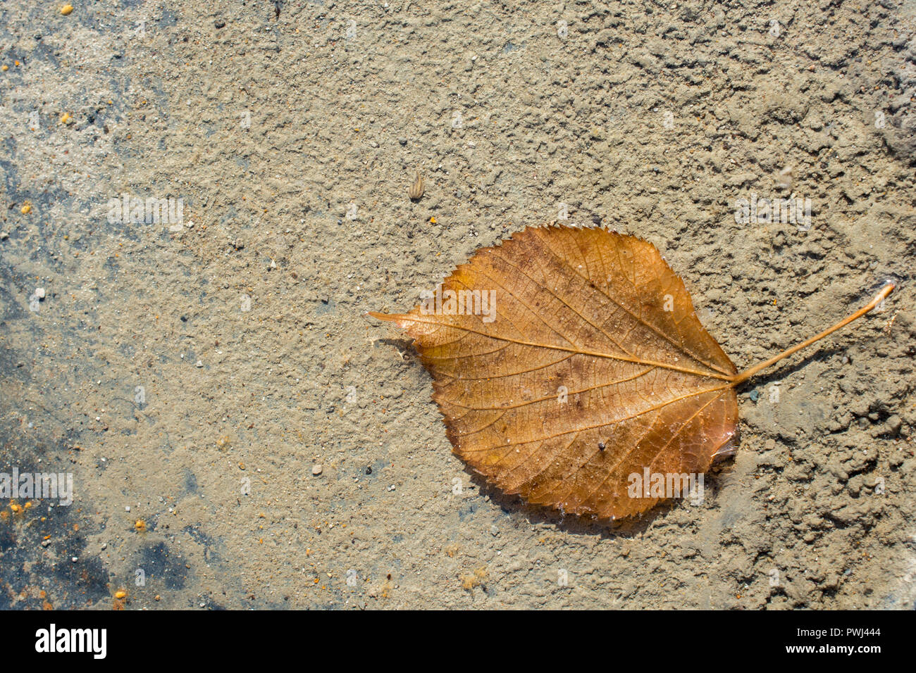 One separate dry leaf of Autumn times Stock Photo - Alamy