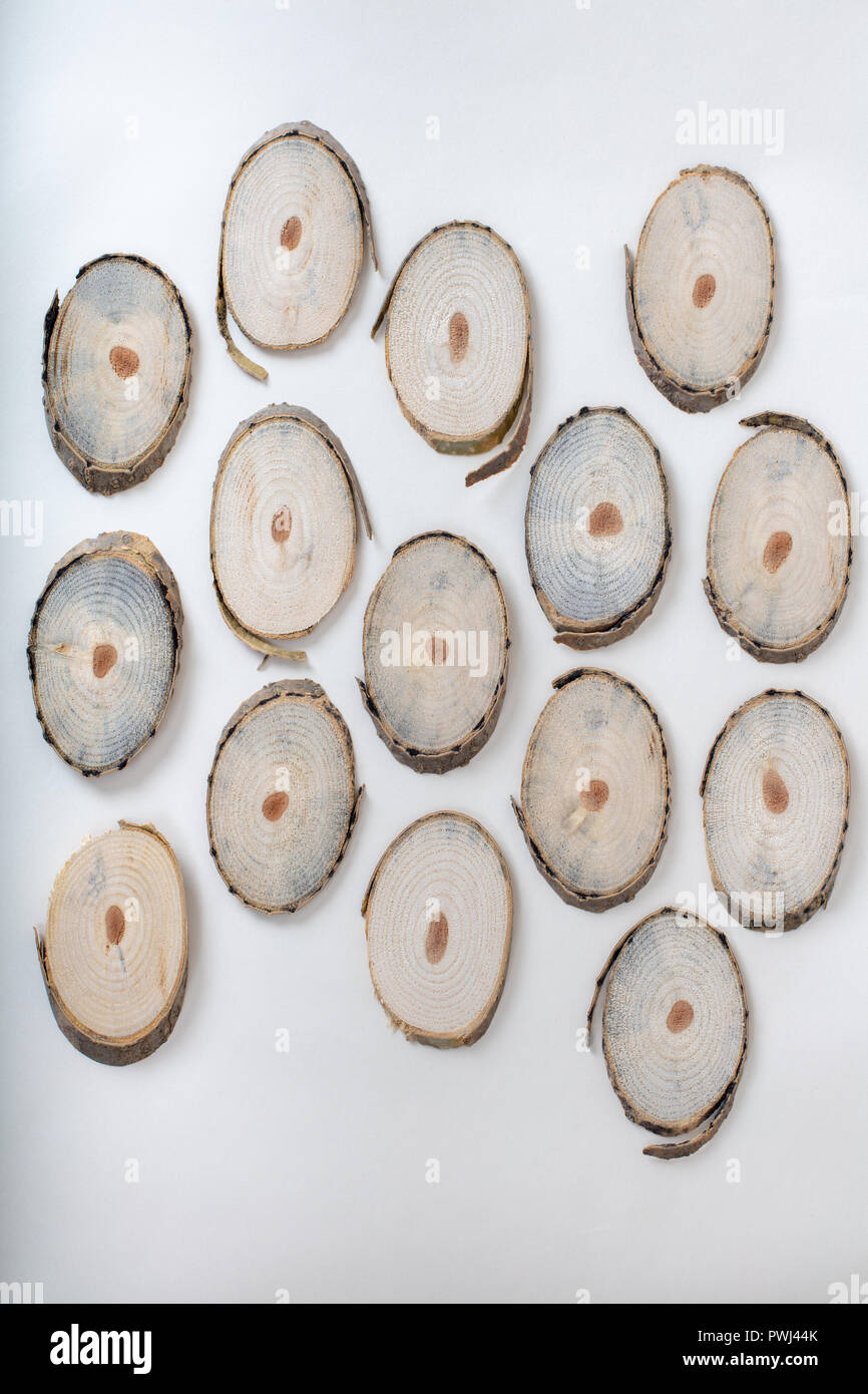 Wooden tree slices with annual rings and texture isolated on white ...