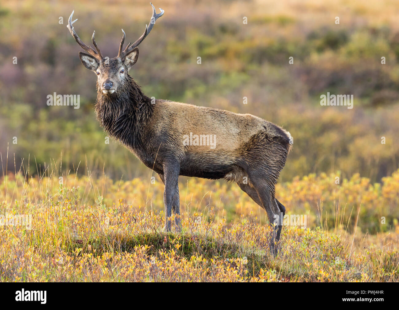 Stalking deer scotland hi-res stock photography and images - Alamy
