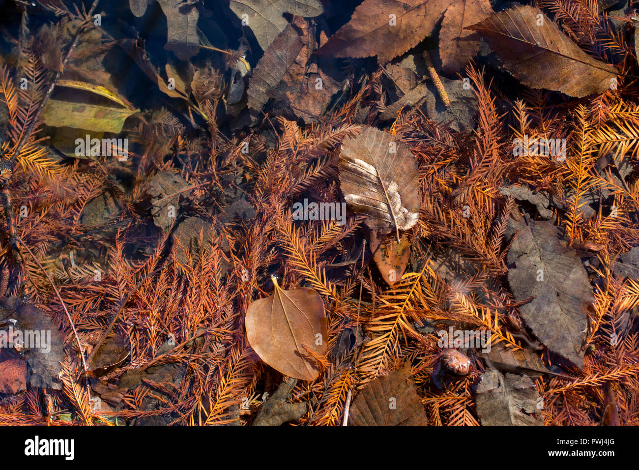 Texture background of autumn season with leaves Stock Photo - Alamy