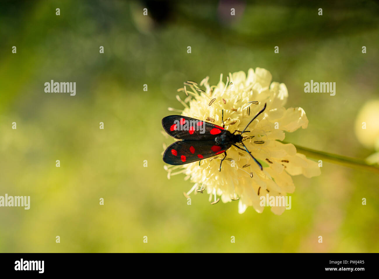 Insect feeding on a flower in nature Stock Photo - Alamy