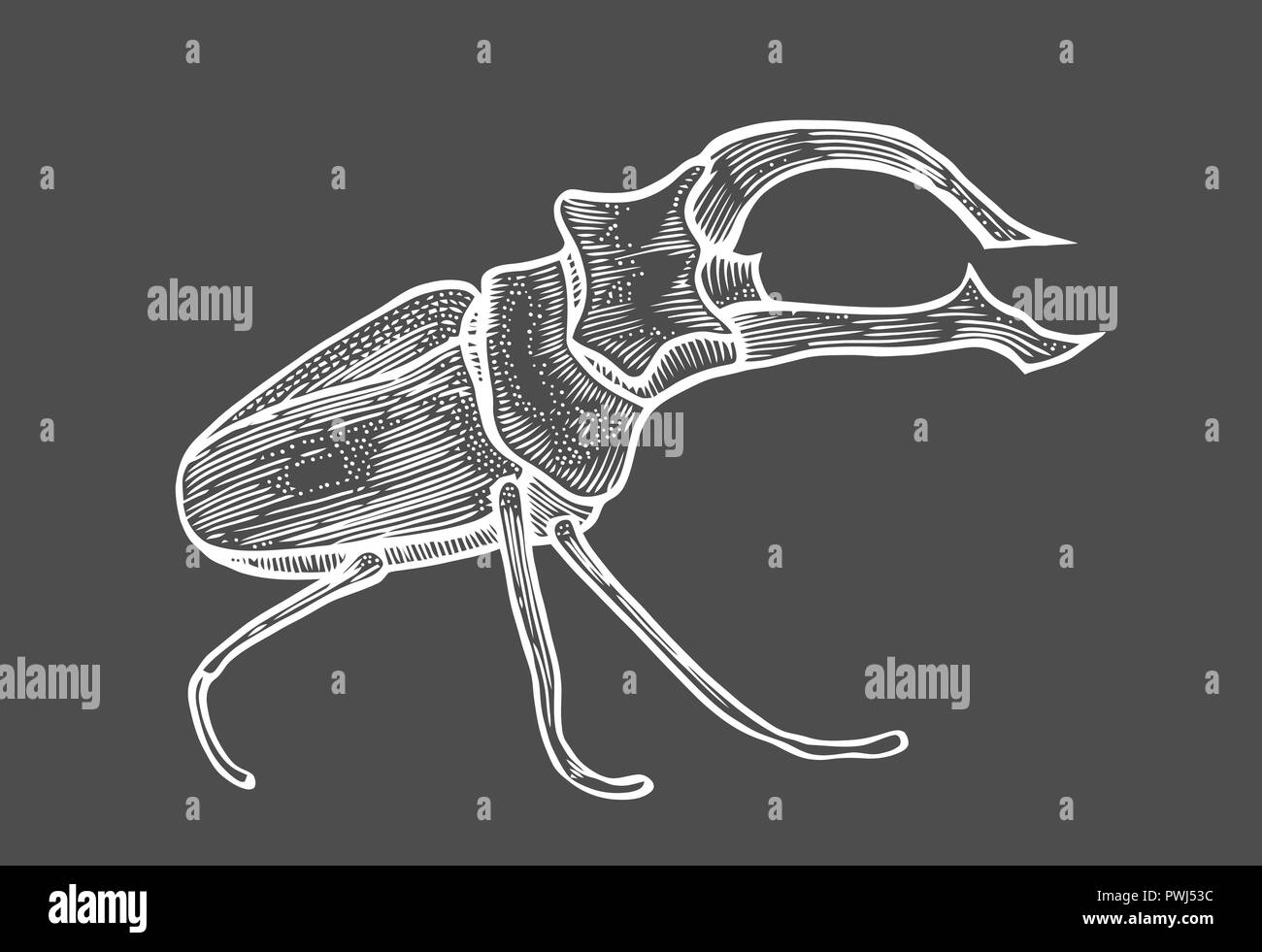 big beetle illustration, drawing, engraving, ink, line art, vector ...