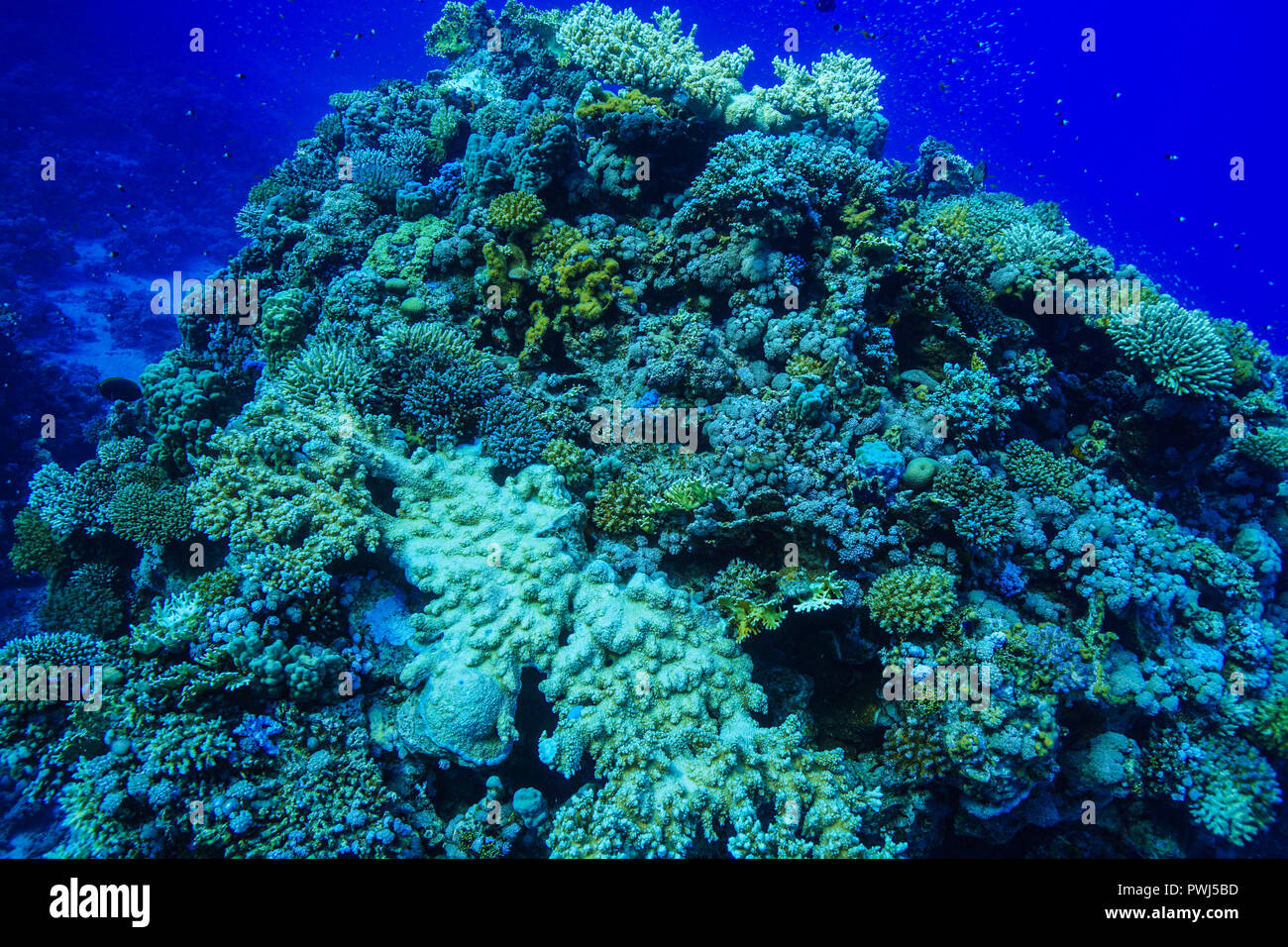 coral reef at the Red Sea Egypt Stock Photo - Alamy