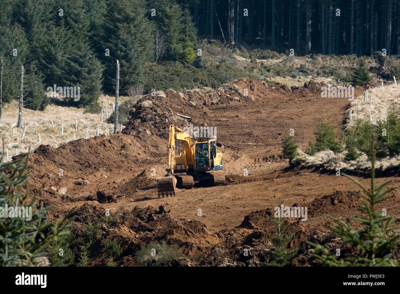 Forestry commission plantation hi-res stock photography and images - Alamy