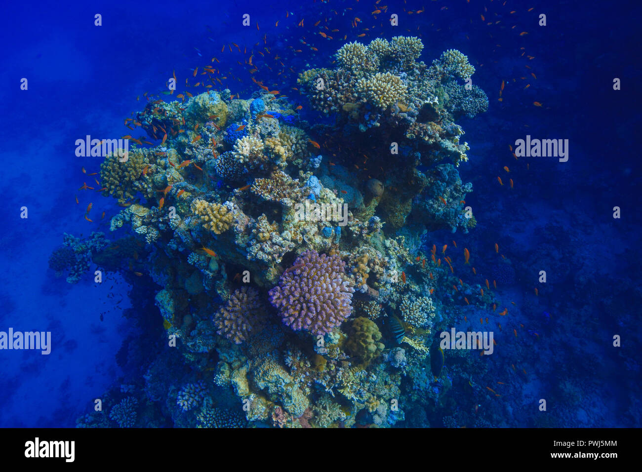coral reef at the Red Sea Egypt Stock Photo - Alamy