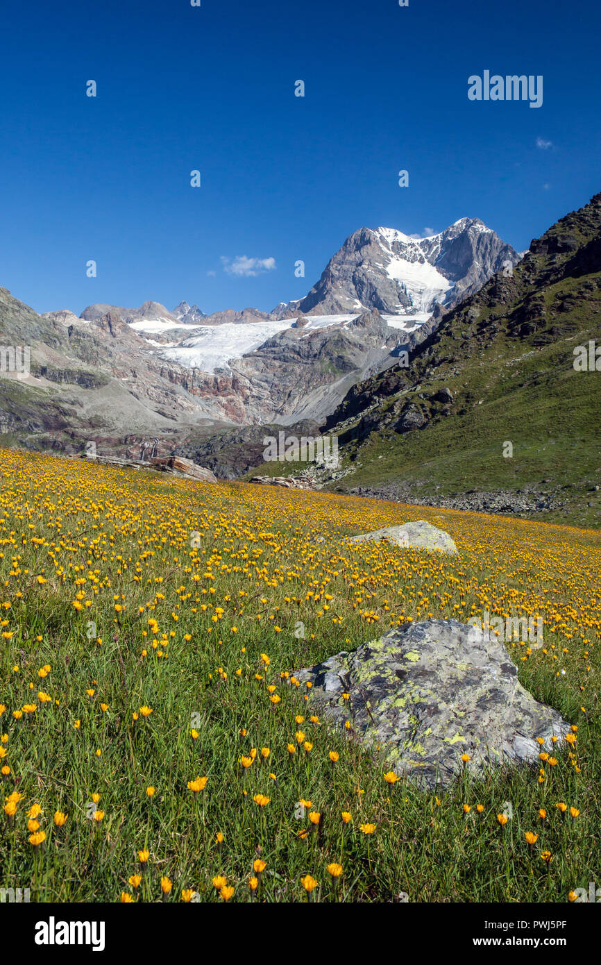 Italian wild flowers hi-res stock photography and images - Alamy