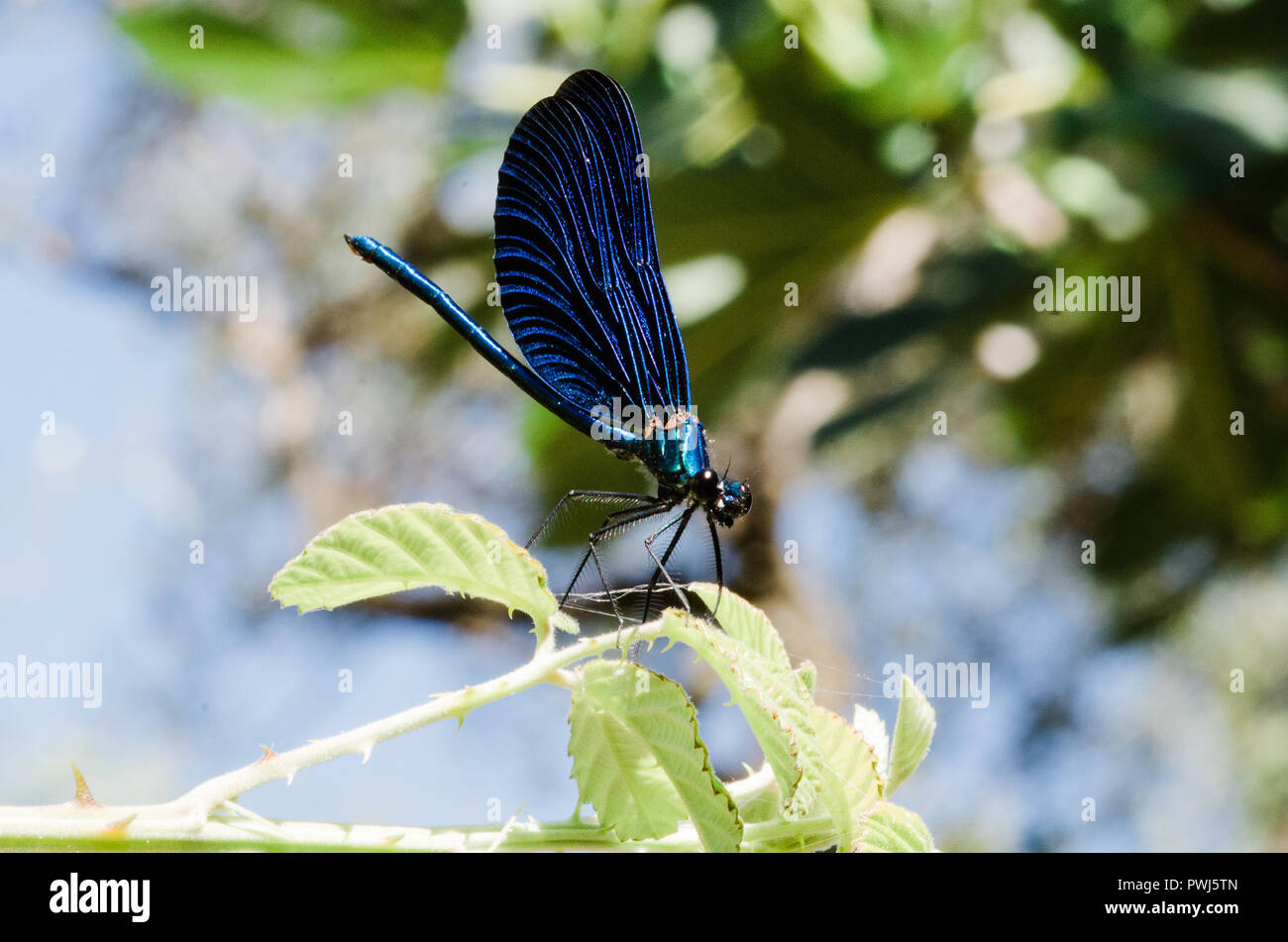 dragonfly photography, black yellow green blue and red dragonfly, close ...