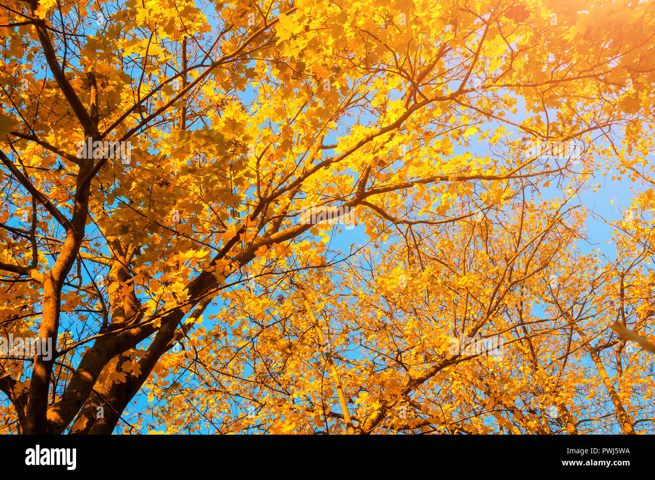 Autumn trees - orange autumn trees tops against blue sky. Autumn natur ...