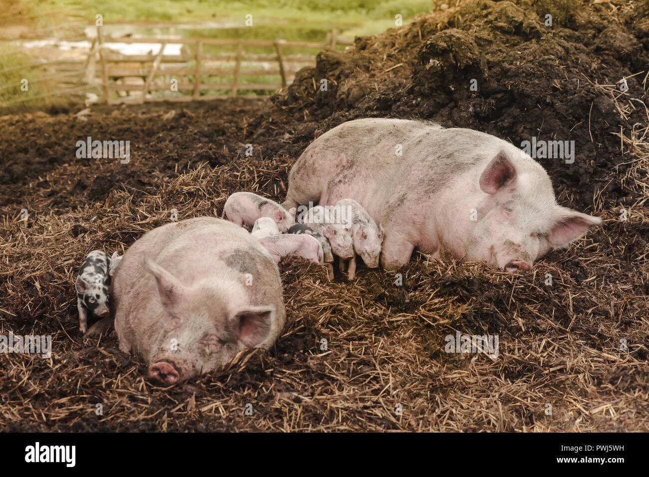 Pig manure hi-res stock photography and images - Alamy