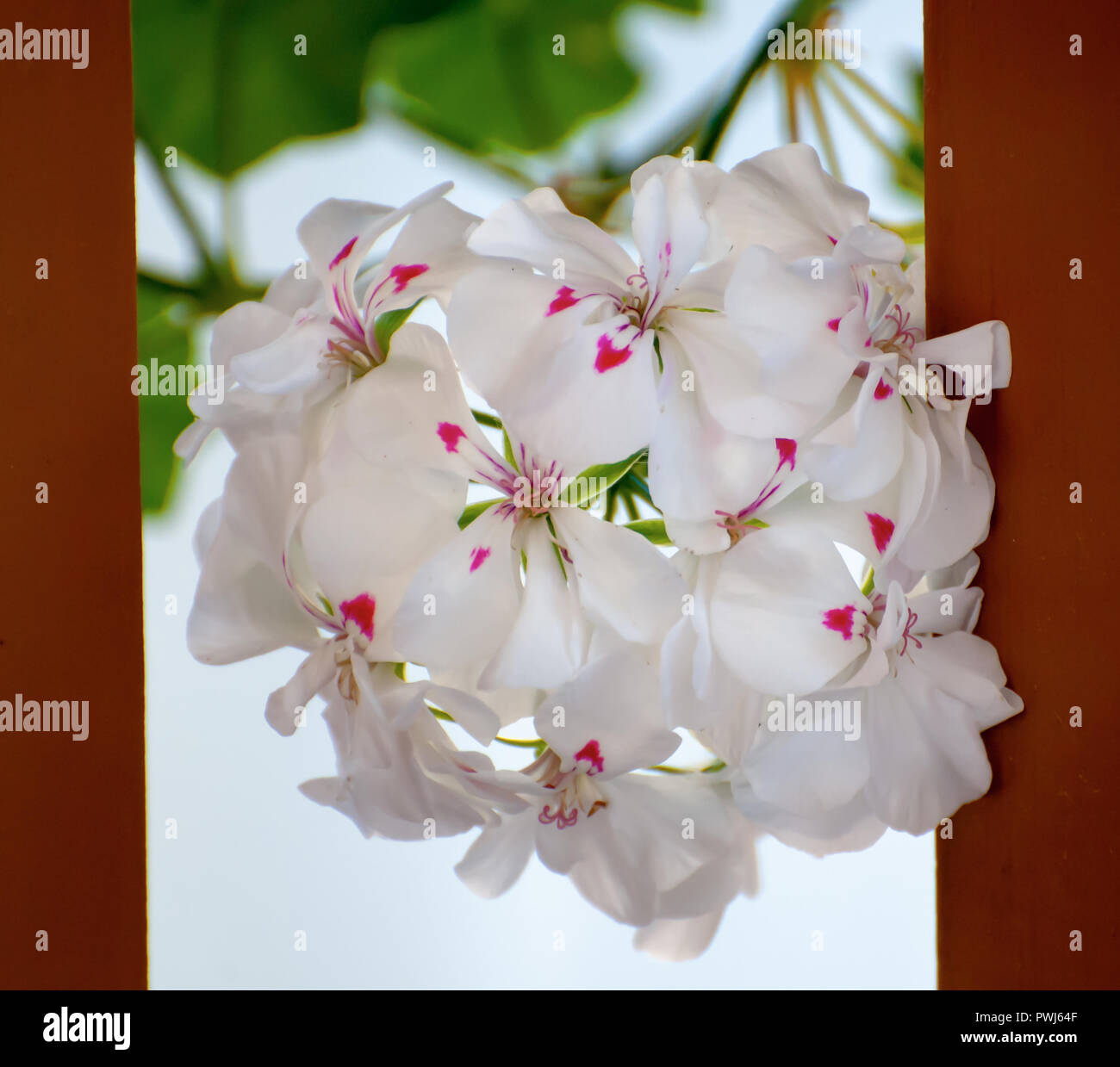 Pink and white geranium hi-res stock photography and images - Alamy