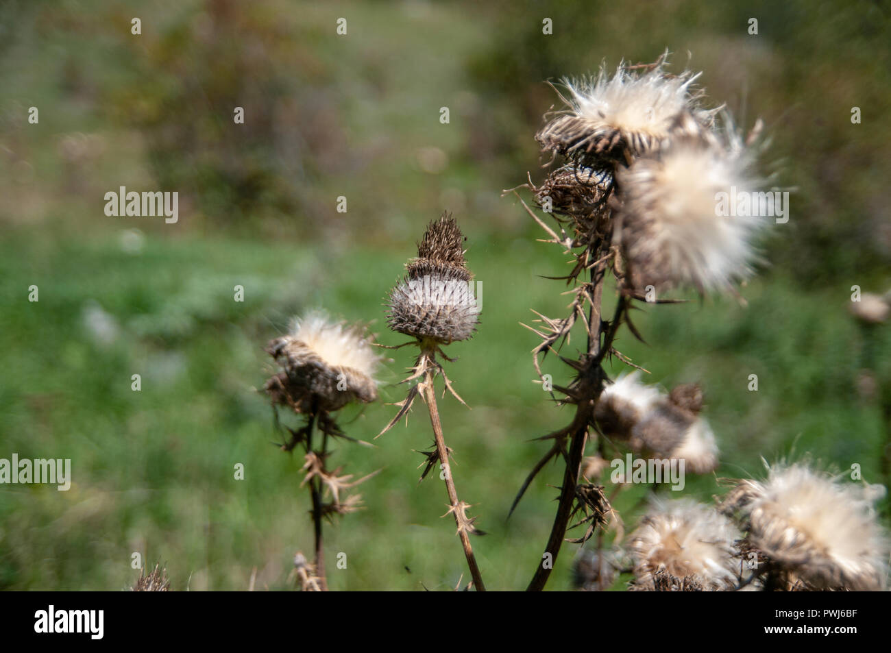 Genus eriophorum hi-res stock photography and images - Alamy
