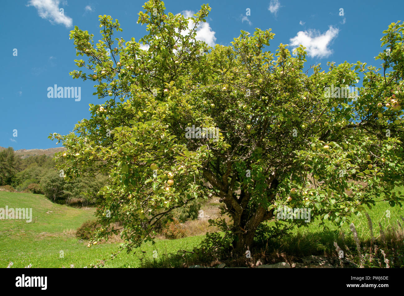 Apples side of road hi-res stock photography and images - Alamy