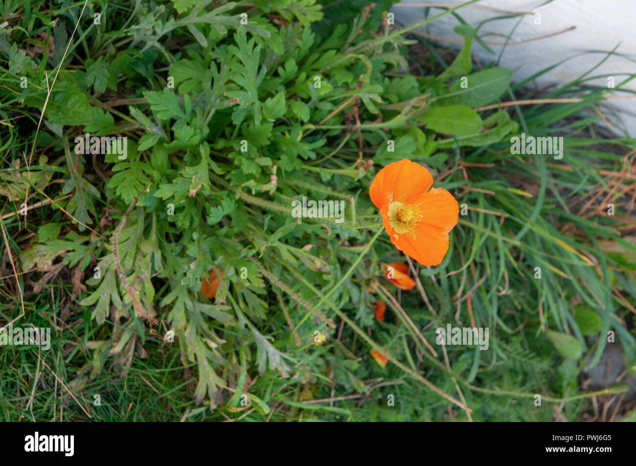 Poppy views hi-res stock photography and images - Alamy