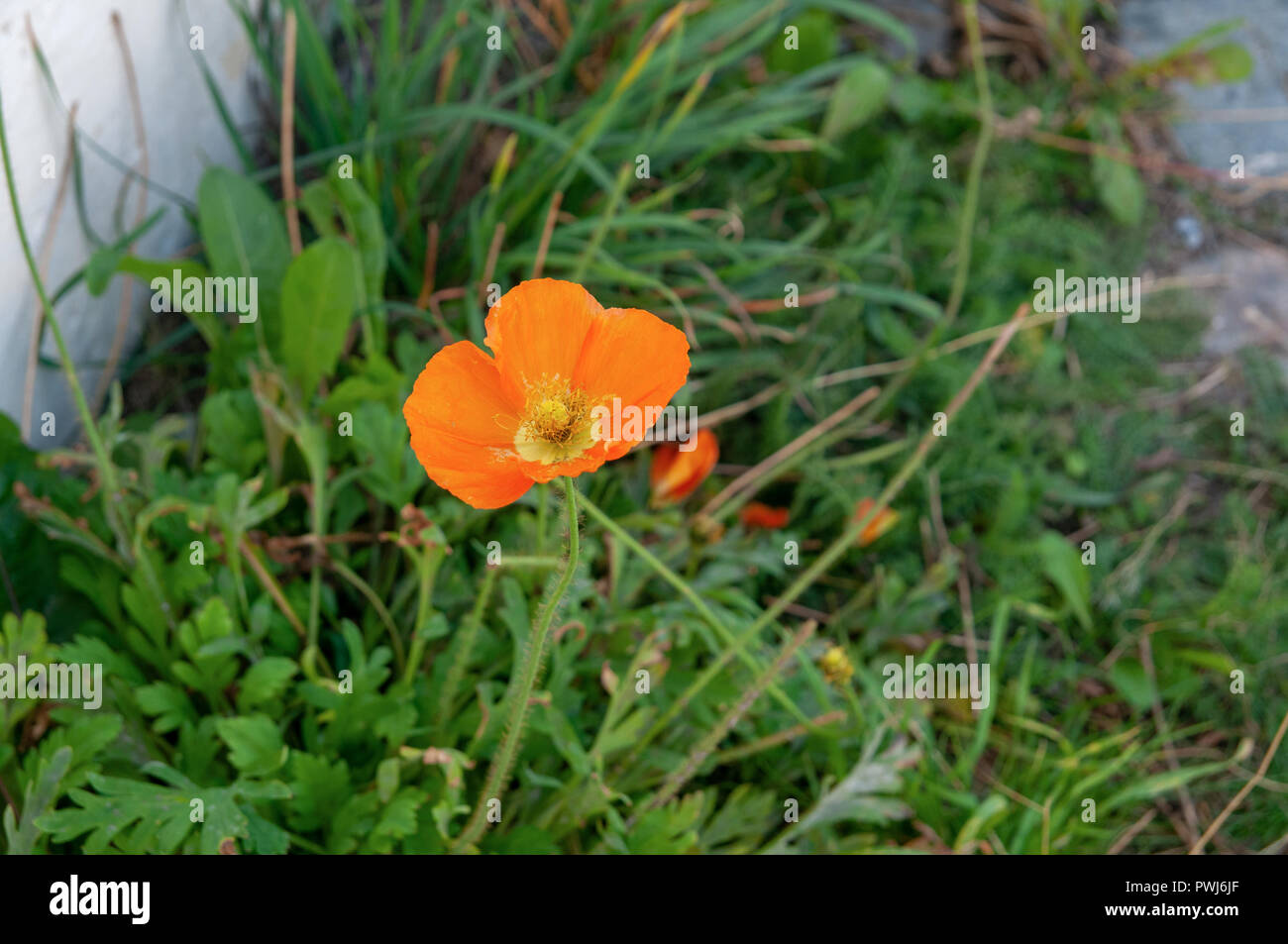 wild Orange Poppy Photographed in Switzerland in September Stock Photo ...