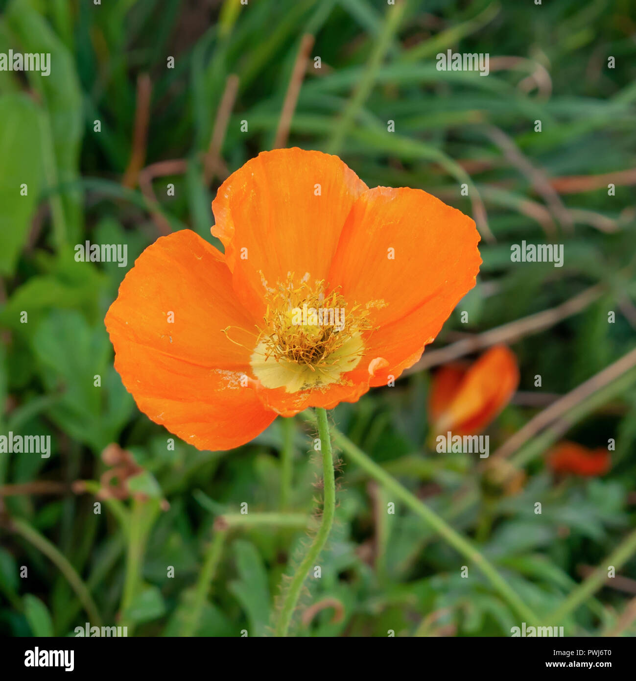 Switzerland in september hi-res stock photography and images - Alamy