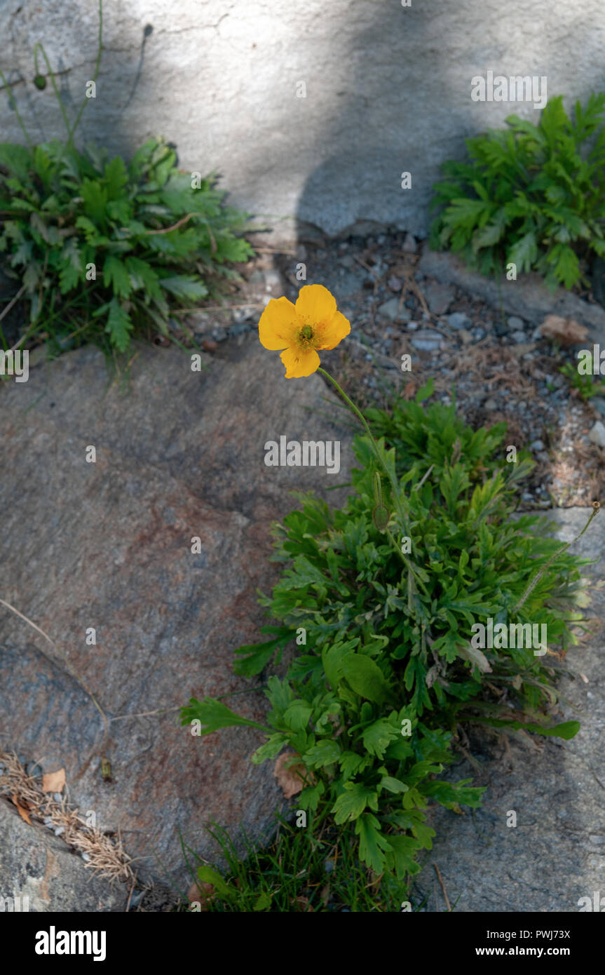 wild yellow Poppy Photographed in Switzerland in September Stock Photo ...