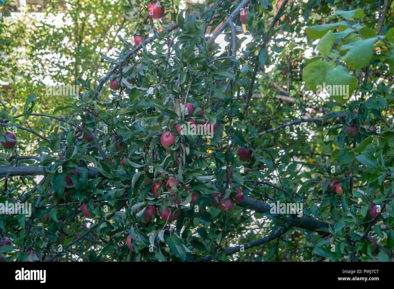 Apple tree with ripe red apples on the roadside Stock Photo - Alamy