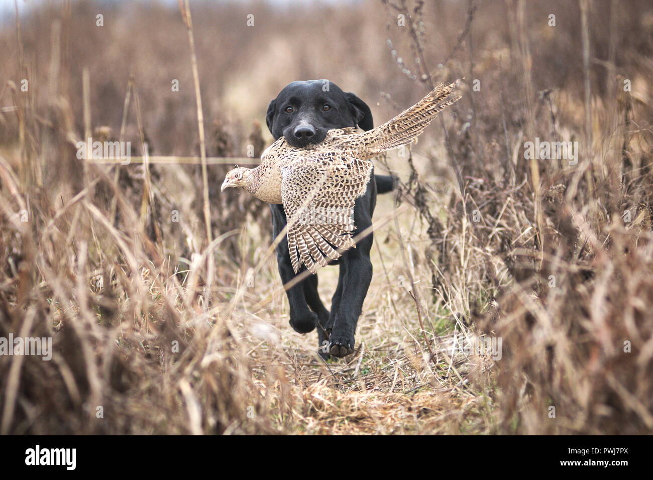 Black lab hunting hi-res stock photography and images - Alamy