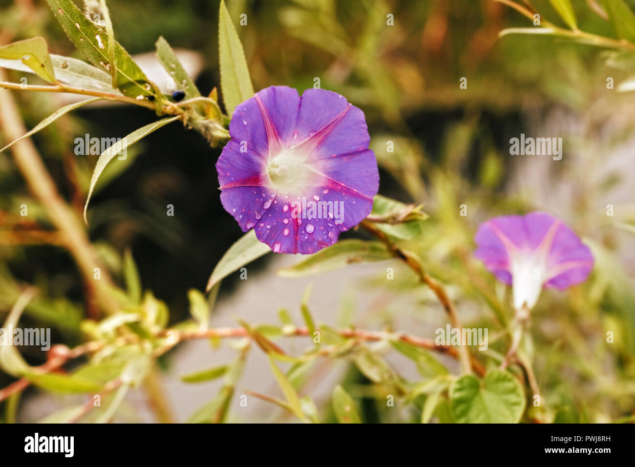 Pretty vine hi-res stock photography and images - Alamy