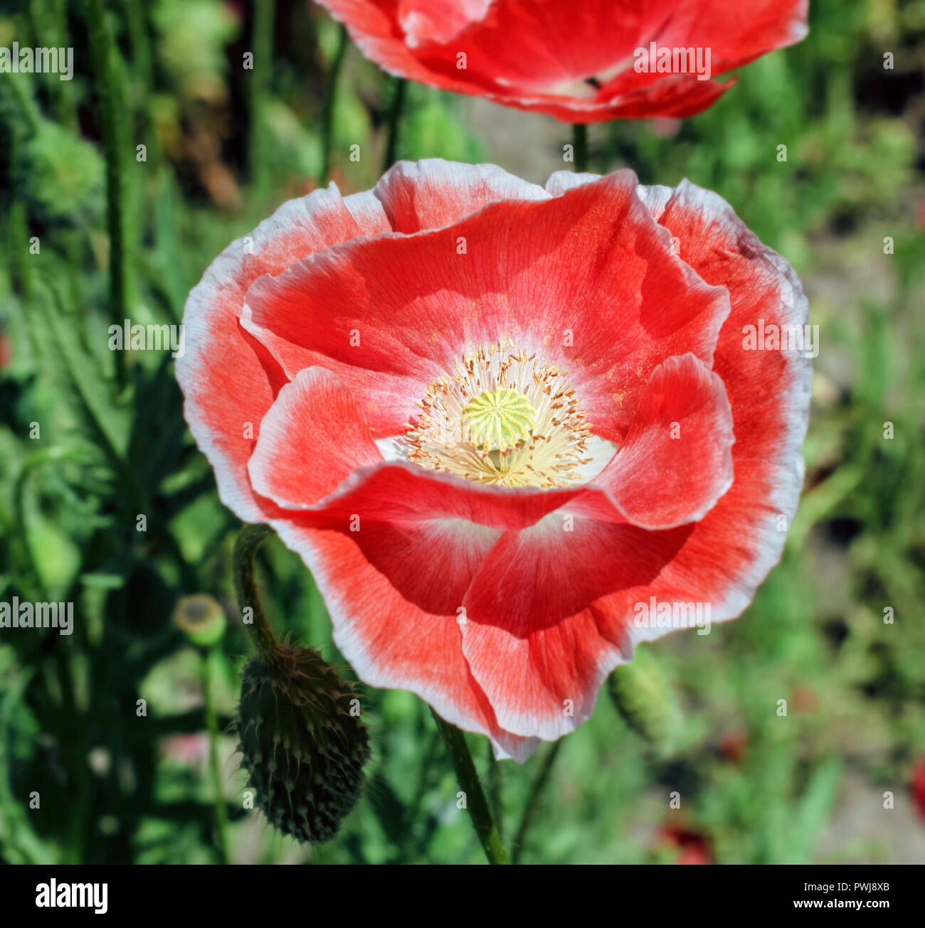 Scarlet poppy hi-res stock photography and images - Alamy