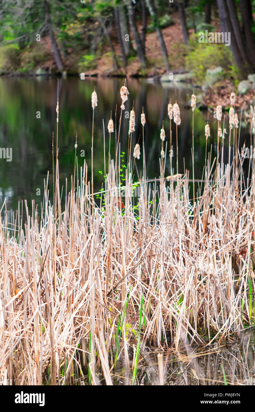 Dried cat o nine tails at the edge of the shore at Burr Pond state Park ...