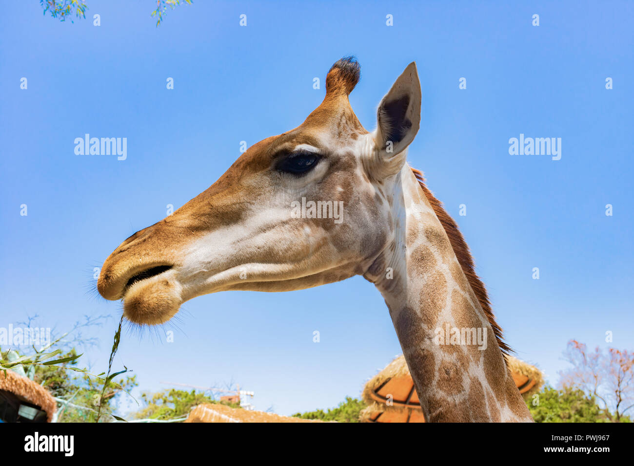 feeding giraffe in a zoo Stock Photo - Alamy