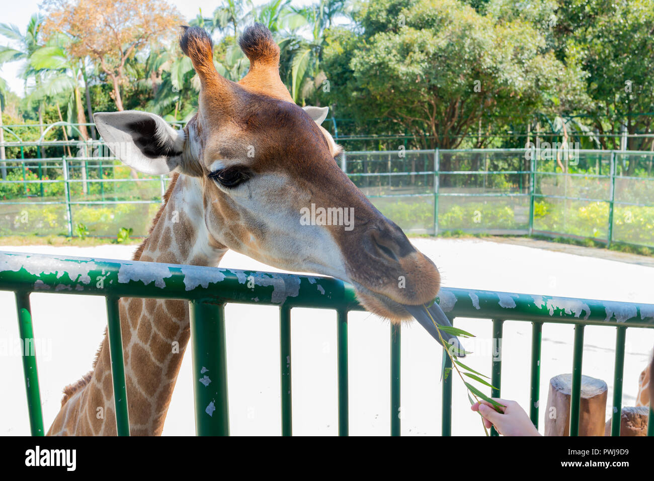 feeding giraffe in a zoo Stock Photo - Alamy
