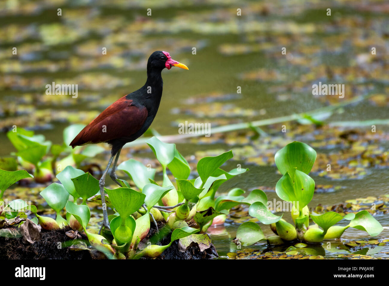 Wattled Jacana in a park in Trinidad Stock Photo - Alamy