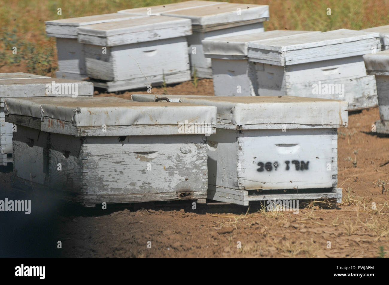 Bee hives & wildflowers in the field. Photographed in Israel Stock ...
