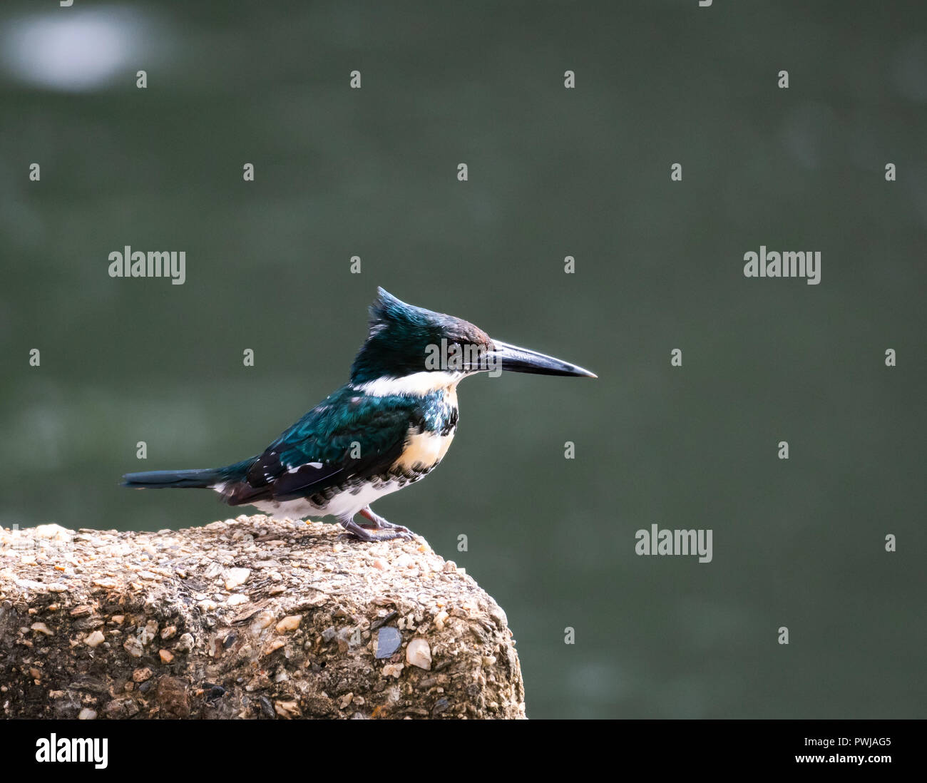 Green Kingfisher hunting for fish Stock Photo - Alamy