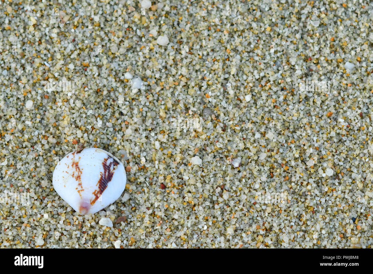 Sandy seaside beach and seashell Stock Photo - Alamy