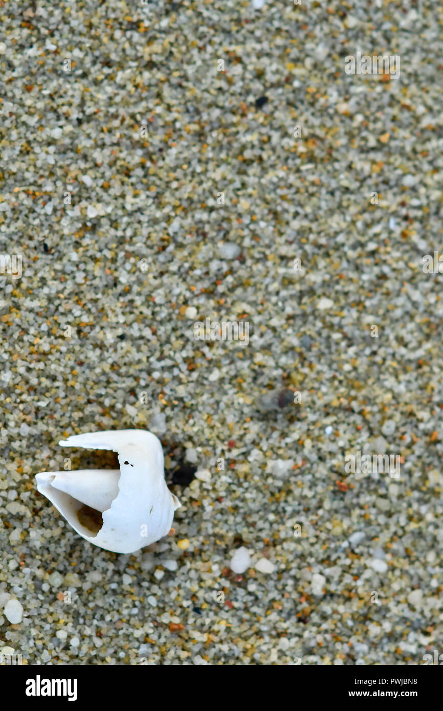 Sandy seaside beach and seashell Stock Photo - Alamy