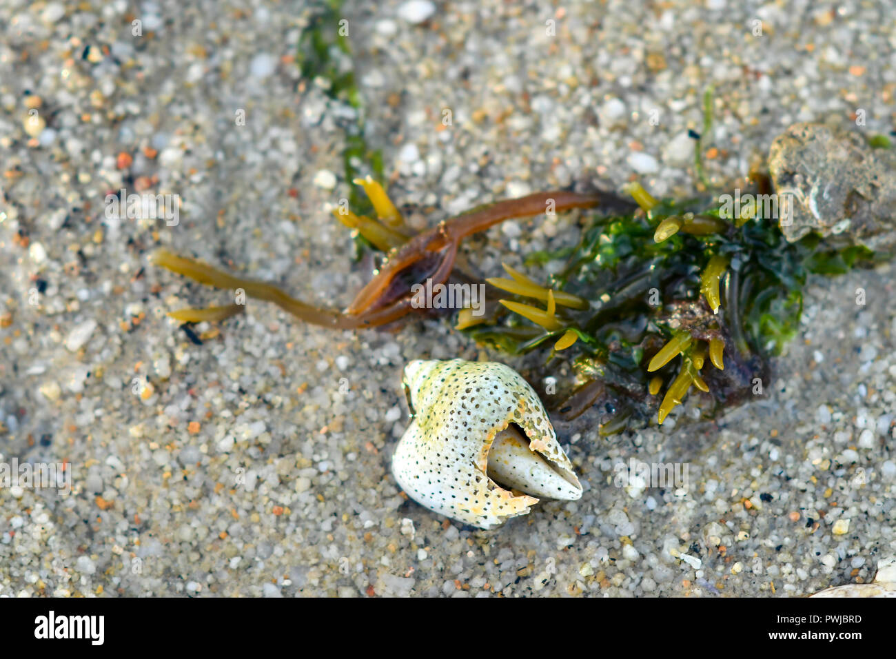 Sandy seaside beach and seashell Stock Photo - Alamy