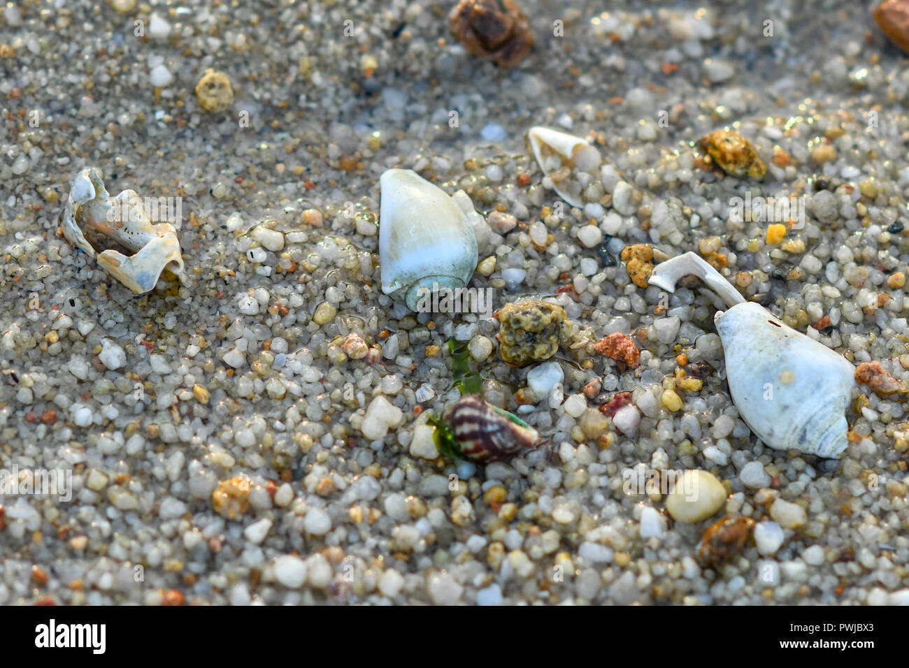 Sandy seaside beach and seashell Stock Photo - Alamy
