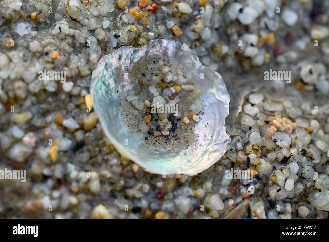 Seaside shell hi-res stock photography and images - Alamy