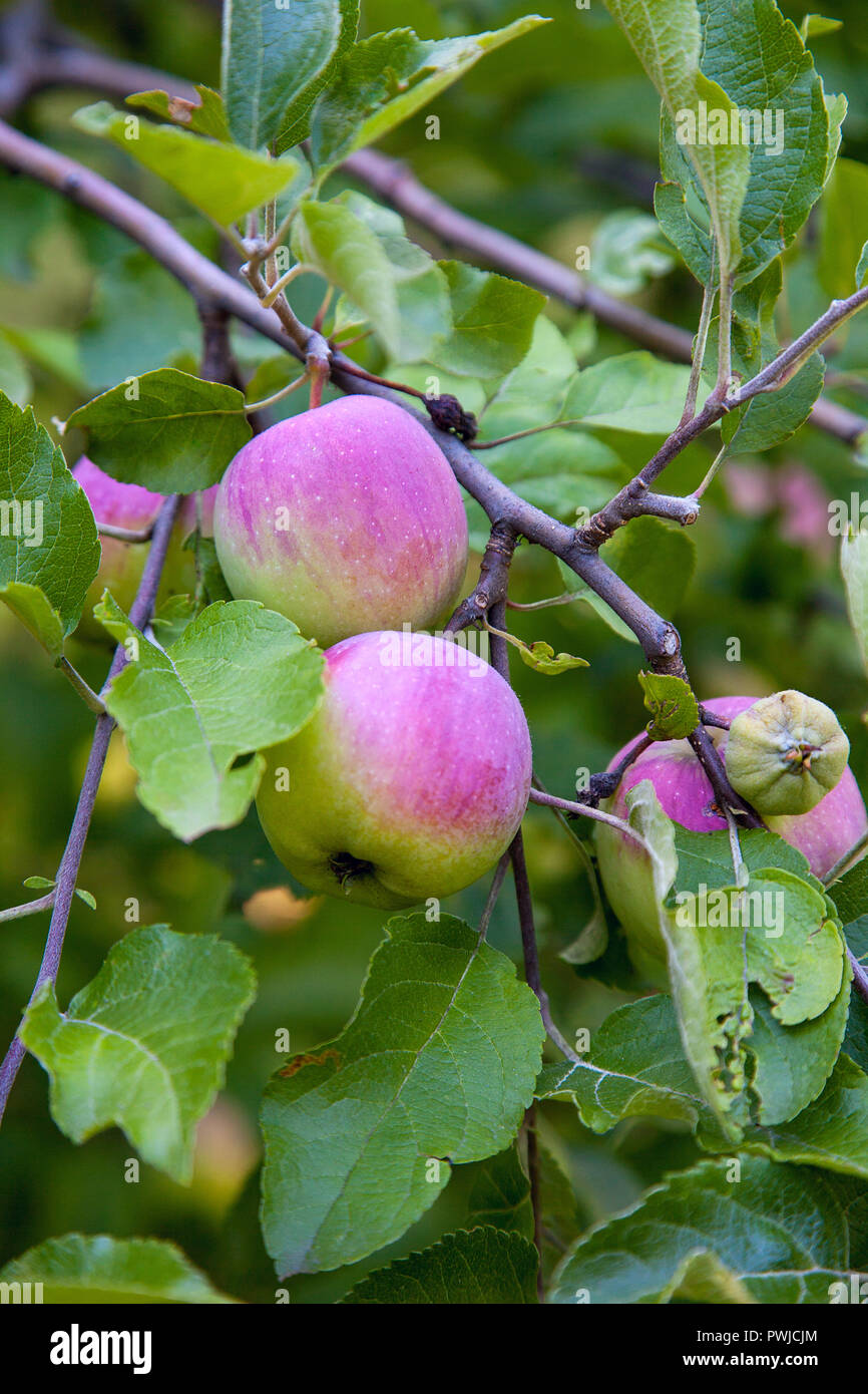 Close up view of the tree branch with organic apple on branch, fruits ...