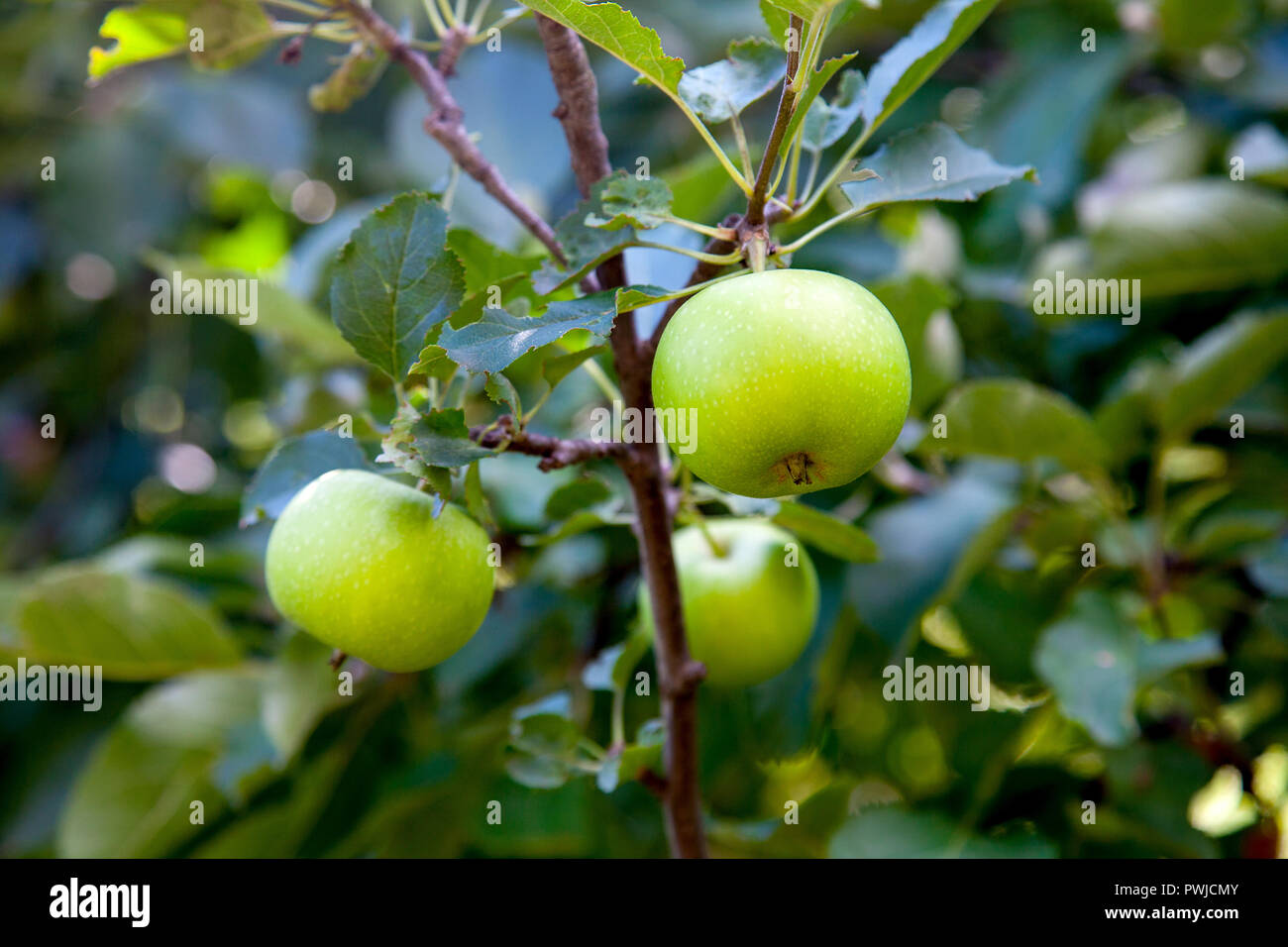 Close up view of the tree branch with organic apple on branch, fruits ...