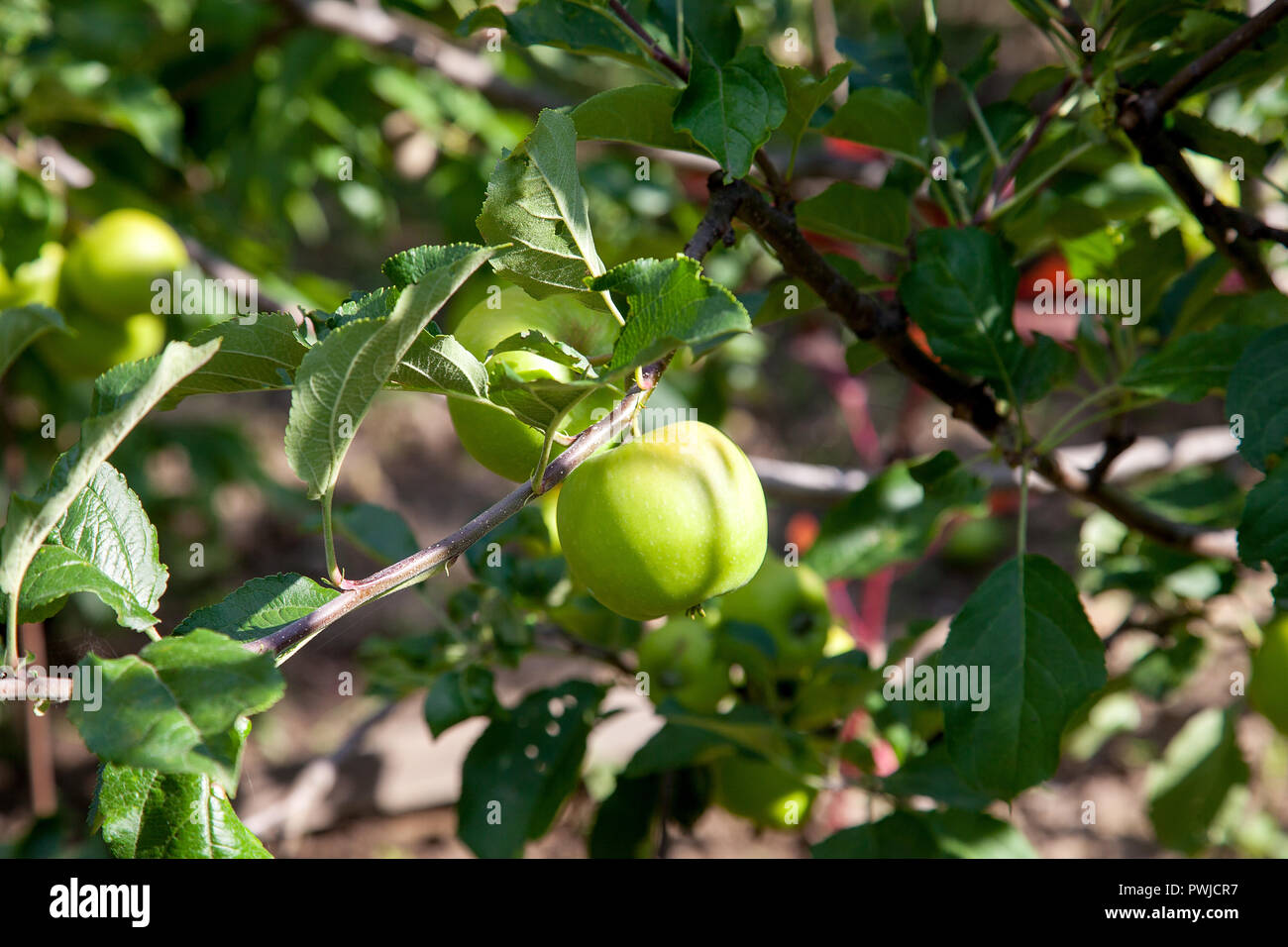 Close up view of the tree branch with organic apple on branch, fruits ...