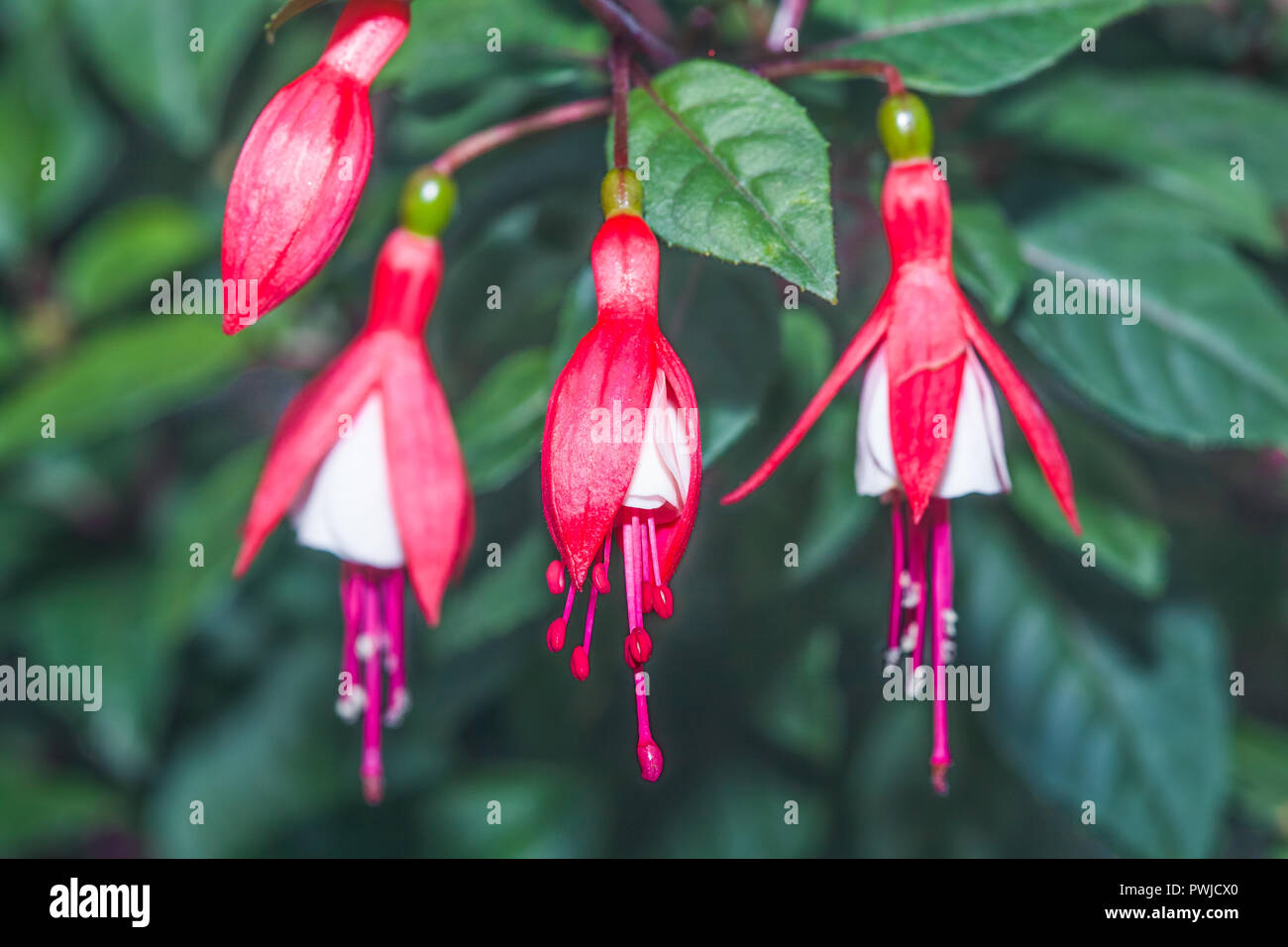 Pink dangling flower hi-res stock photography and images - Alamy