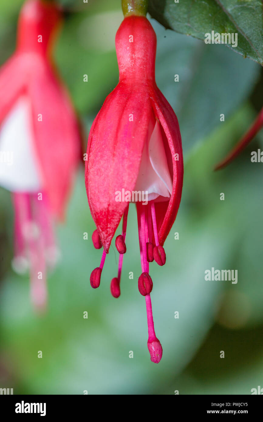Pink dangling flower hi-res stock photography and images - Alamy
