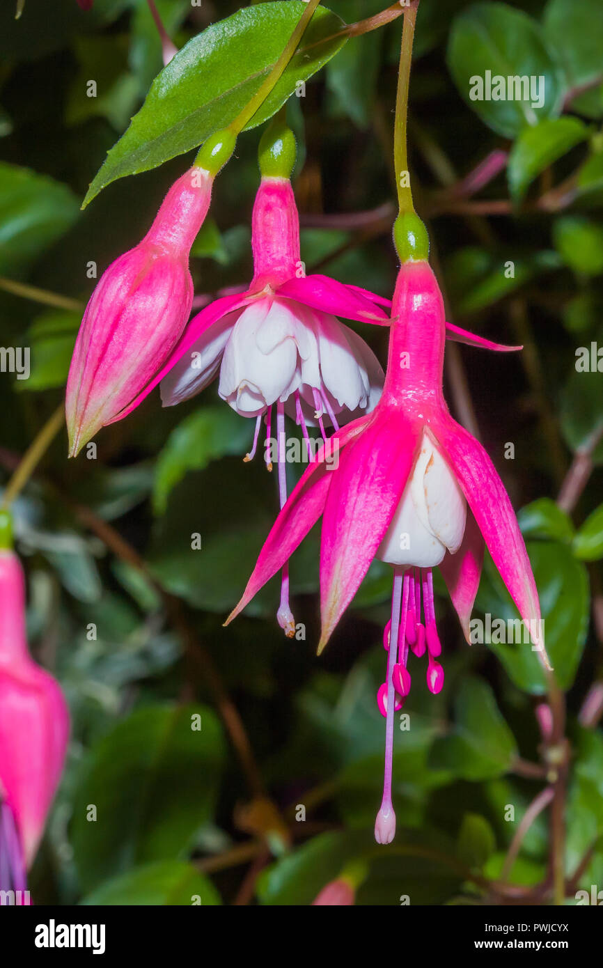 Dangling plant hi-res stock photography and images - Alamy