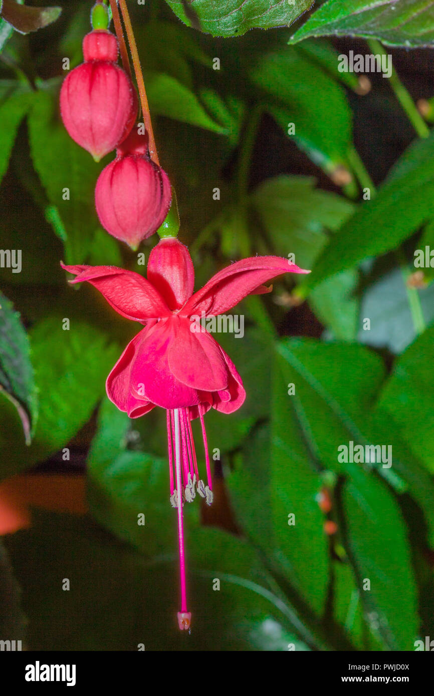 Dangling flower hi-res stock photography and images - Alamy