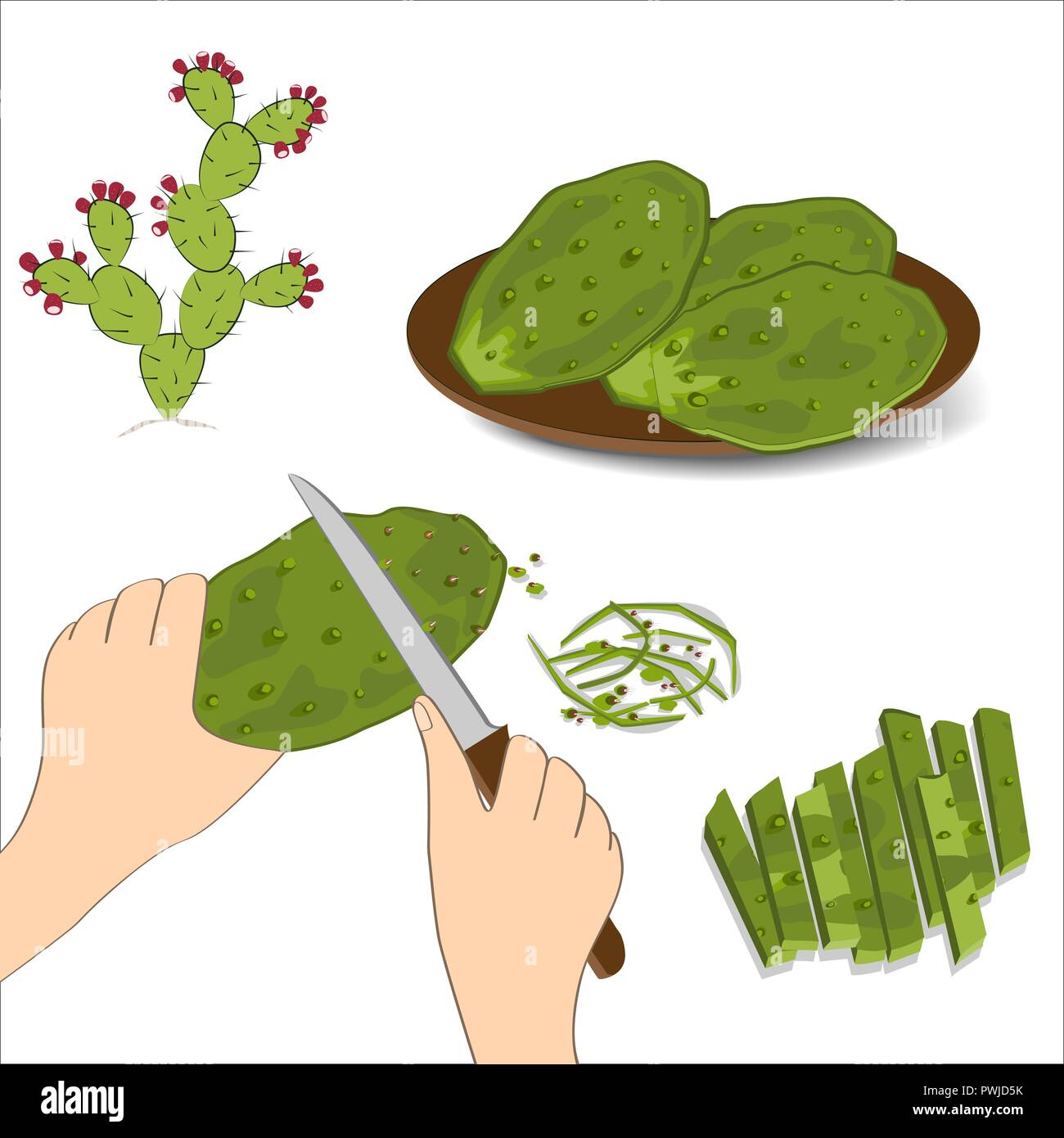 White nopal Stock Vector Images - Alamy