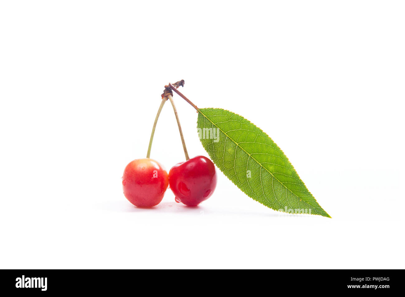 Berries of yellow sweet cherries with green leaf of cherry tree on ...
