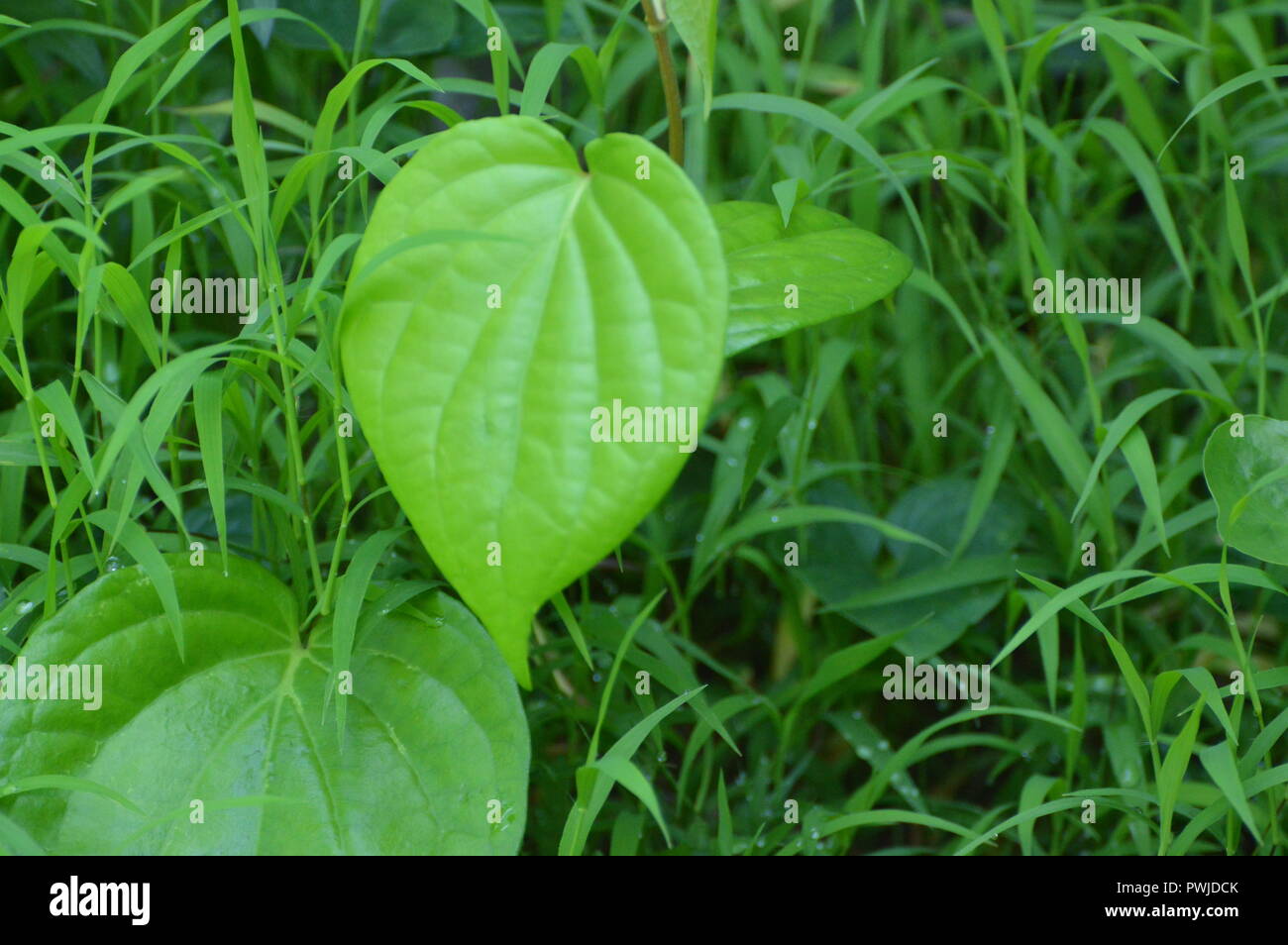 Sri lanka betel hi-res stock photography and images - Alamy