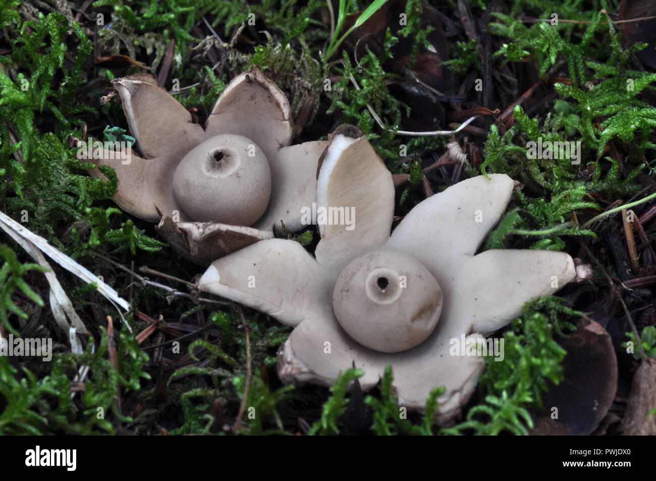 Gasteromycetes hi-res stock photography and images - Alamy