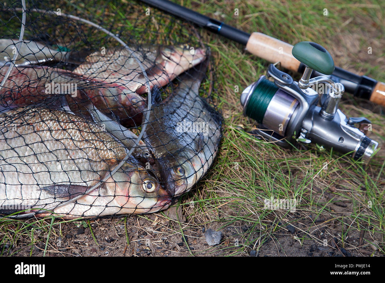 Good catch. Just taken from the water big freshwater common bream known ...