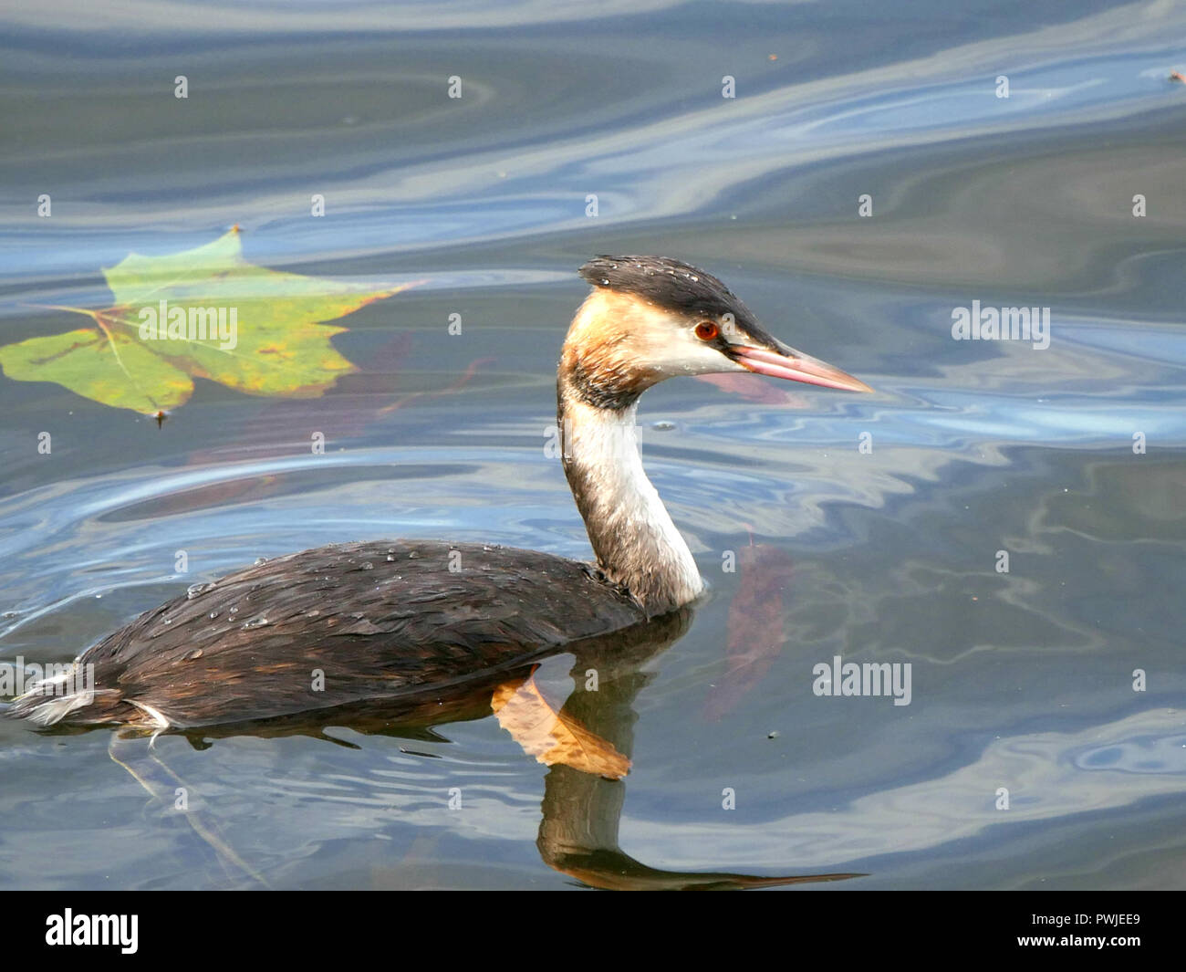 Great crested grebe - Podiceps cristatus Stock Photo - Alamy
