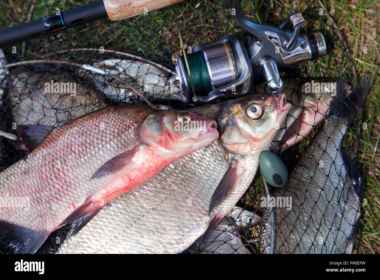 Good catch. Just taken from the water big freshwater common bream known ...